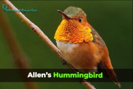 8 Species of Hummingbirds in Florida (With Photos)