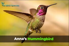 Hummingbirds in Illinois (4 Species With Pictures)