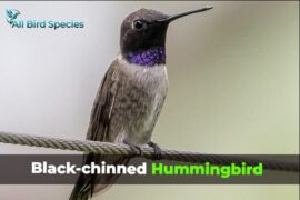 Hummingbirds in Illinois (4 Species With Pictures)