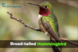 8 Species of Hummingbirds in Florida (With Photos)