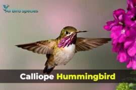 Hummingbirds in Georgia (11 Species With Photos)