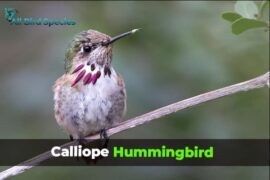 4 Types of Hummingbirds in New York (With Pictures)