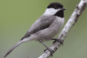 Discover 10 Types of Tit Birds and Their Features