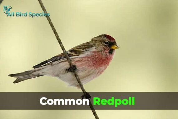 9 Birds With Red Head in the UK (ID Guide With Photos)