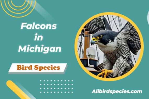 4 Types of Falcons in Michigan (ID Guide With Pictures)