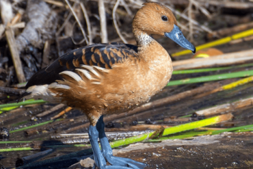 15 Types of Ducks In Florida (ID Guide With Pictures) - All Bird Species