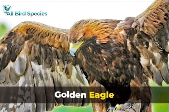 Top 13 Birds Of Mexico (With Stunning Photos)