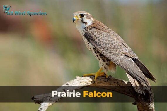 4 Types Of Falcons In California (ID Guide With Photos)