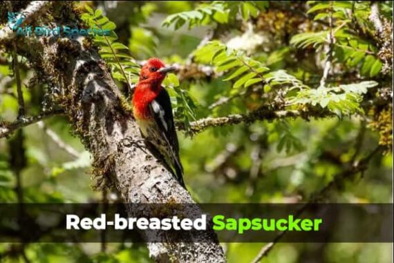Top 10 Birds With Red Chests (ID Guide With Pictures)