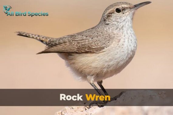 7 Wrens In Ohio and Where To Find Them (With Pictures)