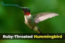 8 Species of Hummingbirds in Florida (With Photos)