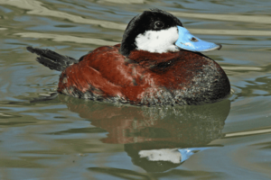 15 Types of Ducks In Florida (ID Guide With Pictures) - All Bird Species