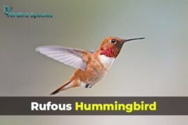 8 Species of Hummingbirds in Florida (With Photos)