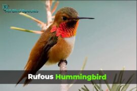 4 Types of Hummingbirds in New York (With Pictures)