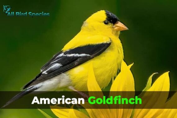 10 Beautiful Birds in Minnesota (With Pictures)