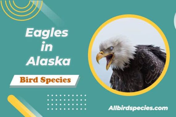 4 Types of Eagles In Alaska (With Pictures)
