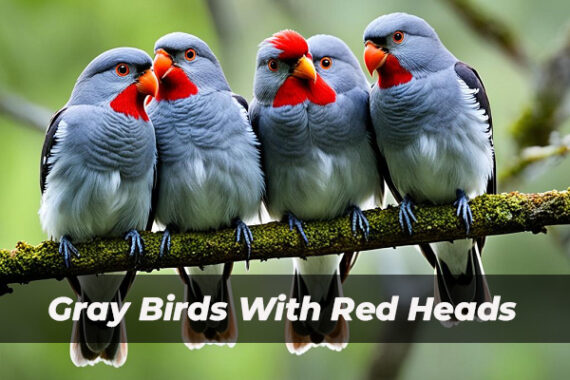 11 Types Of Red Birds in Michigan (With Pictures) - All Bird Species