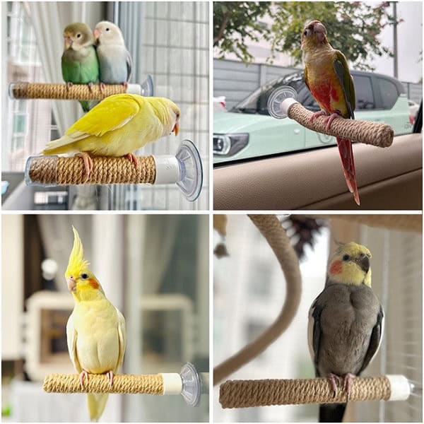 Creating a Comfortable Parrot Cage: A Comprehensive Guide