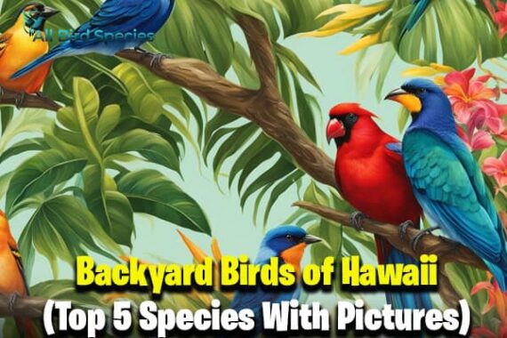 Backyard Birds of Hawaii (Top 5 Species With Pictures)