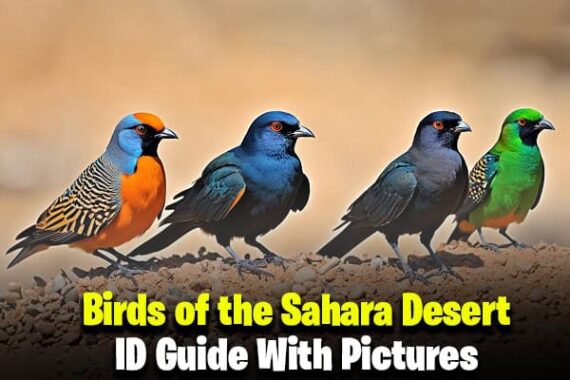Top 7 Birds of the Sahara Desert (ID Guide With Pictures)