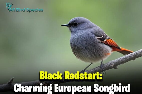 Black Redstart: Charming European Songbird