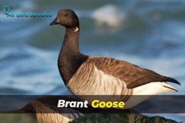 8 Types of Geese in Florida (ID Guide With Photos)
