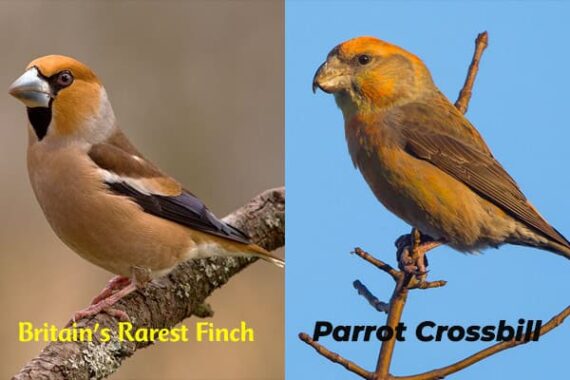 14 Species of Finches in the UK (With Pictures)