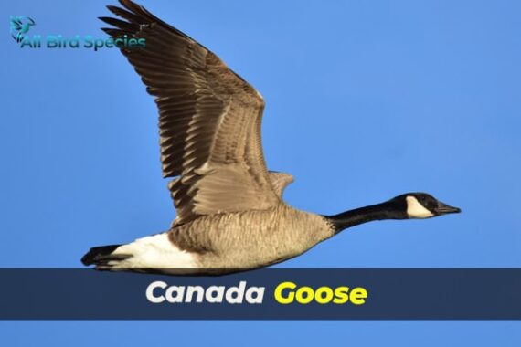 8 Types of Geese in Florida (ID Guide With Photos)