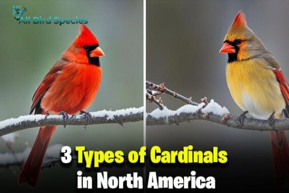 Meet 3 Beautiful Types of Cardinals in North America