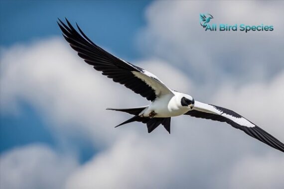 Swallow-Tailed Kite Identification: All You Need To Know