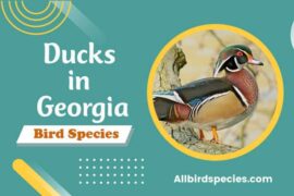 16 Types of Ducks Found in Georgia! (ID Guide)