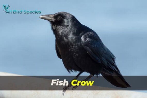 5 Species Of Crows Found in Florida (ID Guide)