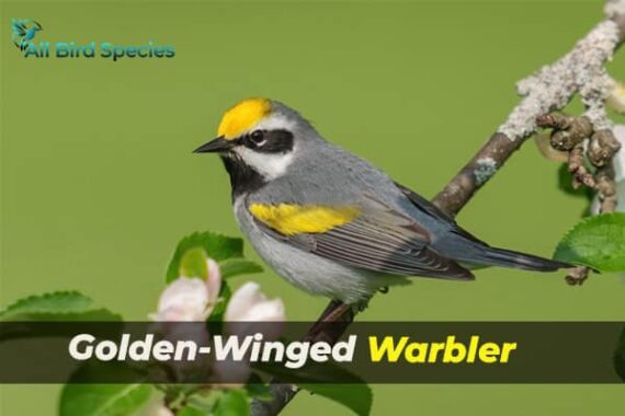 9 Yellow Birds With Black Wings (ID Guide With Photos)