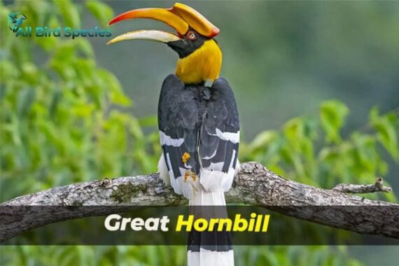 20 Birds With Colorful Beaks Identification With Pictures