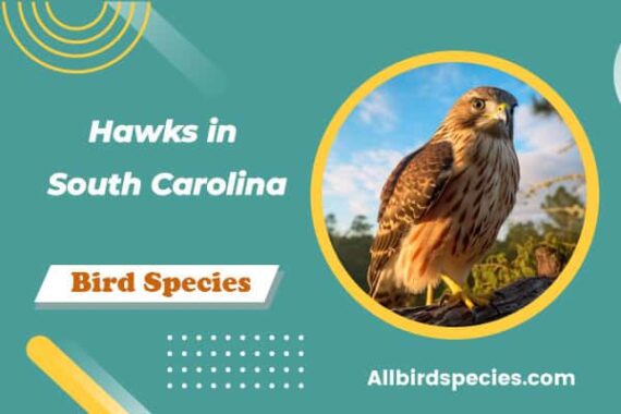 falcons in south carolina Archives - All Bird Species