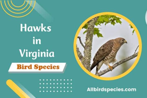 Hawks in Virginia – 7 Common Species You Can Spot