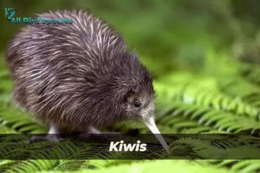 Large Flightless Birds In The World (With Pictures)