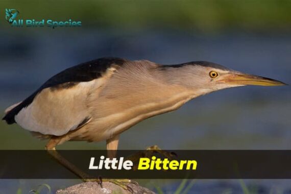 Herons, Egrets, and Bitterns (Family Ardeidae) ID Guide