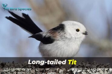 7 Types of Small Birds with Long Tails (With Photos)