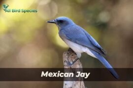 15 Blue Colored Birds of Texas: Identification With Pictures