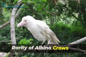 Albino Crows: Meaning, Symbolism, And Myths