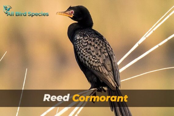 Types of Cormorants And Shags (Phalacrocoracidae Family)