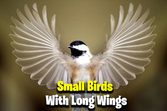 7 Types of Small Birds with Long Tails (With Photos)