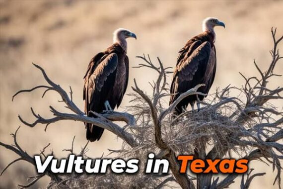 2 Types Of Vultures in Texas (ID Guide With Pictures)