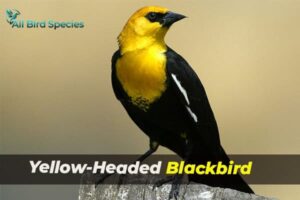 28 Stunning Yellow Birds in Arizona (ID Guide With Photos)