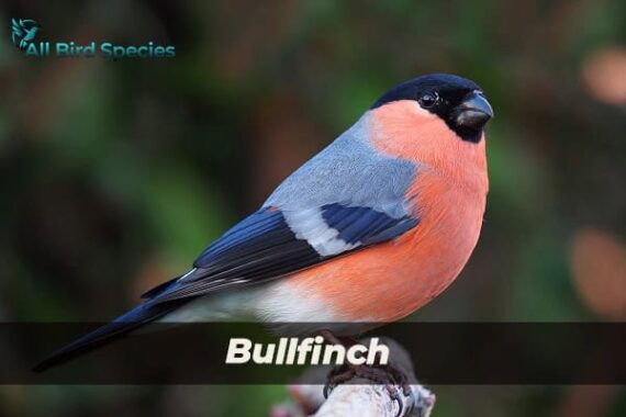 14 Species of Finches in the UK (With Pictures)