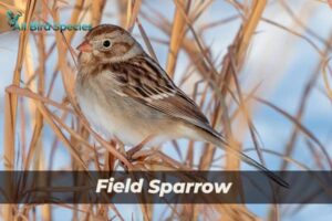 Types Of Sparrows in Texas: Species, Facts and Pictures