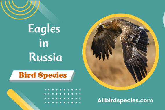 8 Types Of Eagles in Russia (ID With Pictures)