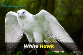 11 Types Of Hawks with White Heads (ID With Photos)