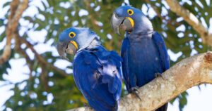 7 Top Blue Parrot Species To Keep as Pets - All Bird Species